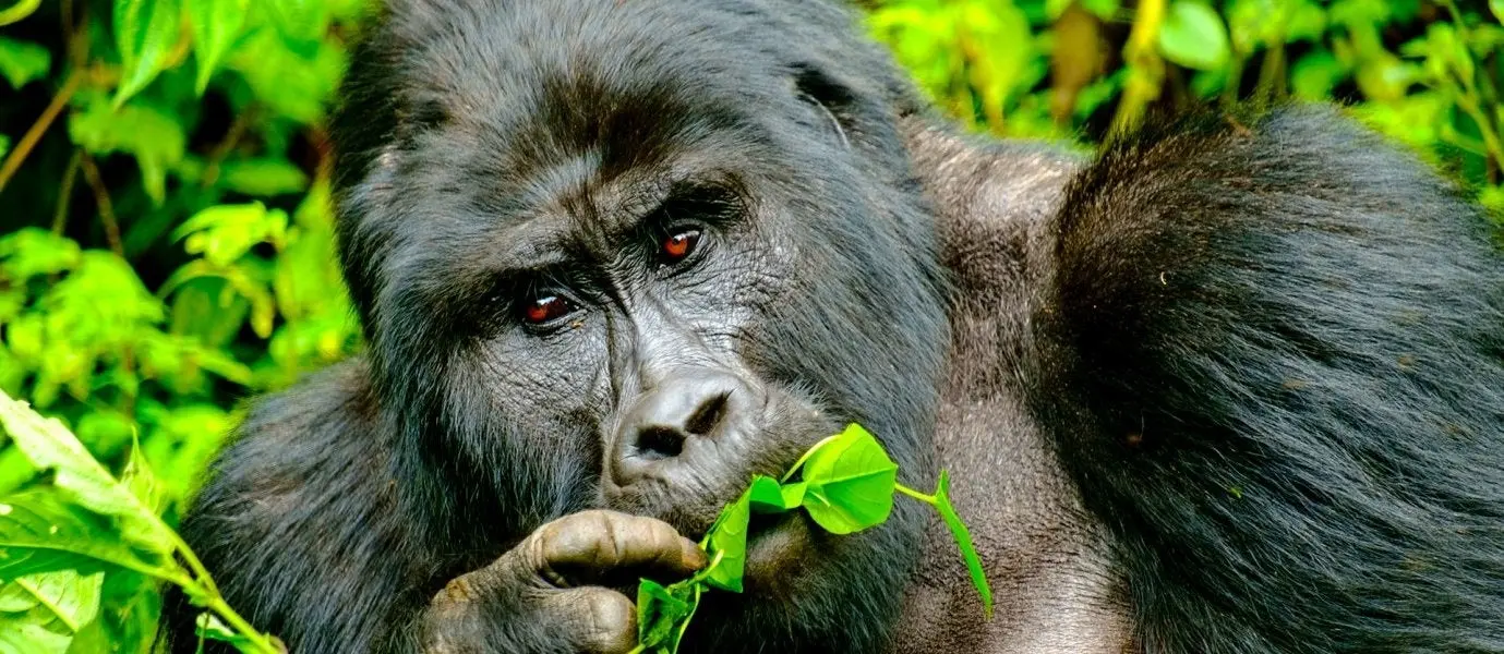 UGANDA TOURS: LAND OF PRIMATES | Guru Travel Group